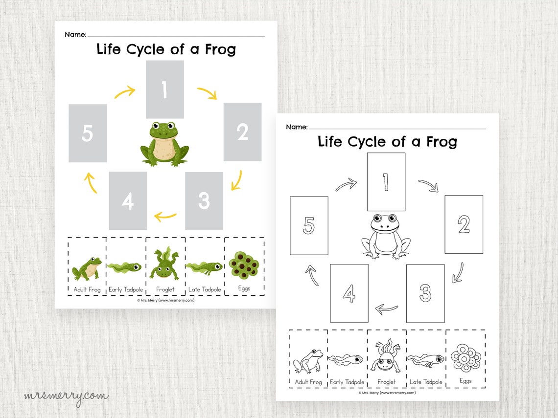 Life Cycle of a Frog Matching Printable Worksheet for Classroom - Etsy