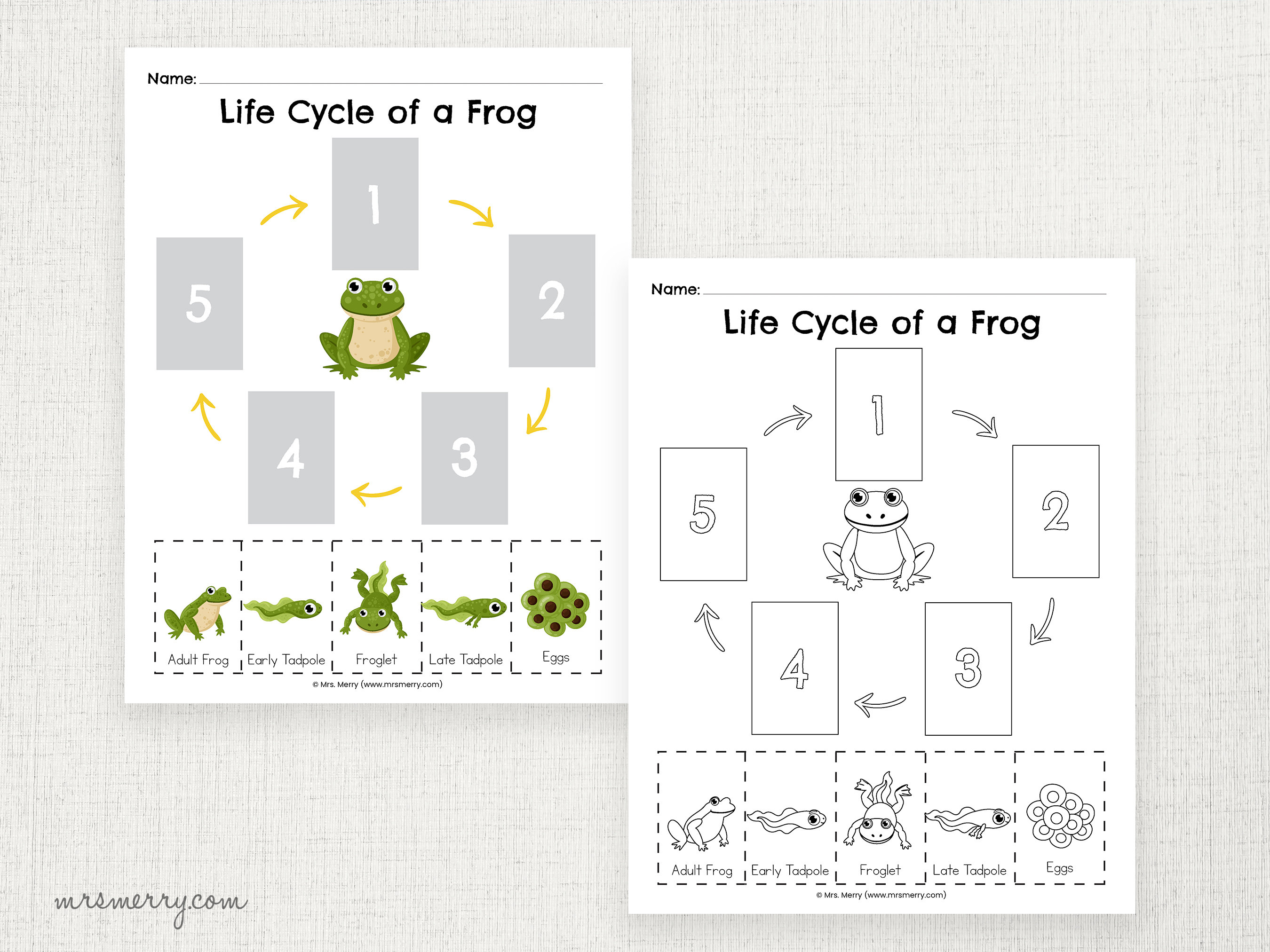 Life Cycle of a Frog Matching Printable Worksheet for Classroom - Etsy