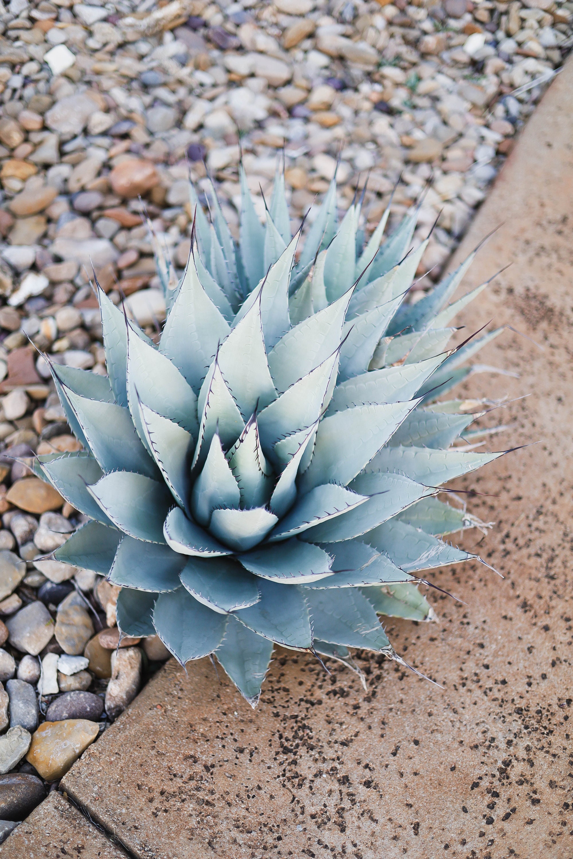 Agave Cactus South Western Desert Photography Canvas Digital Download ...
