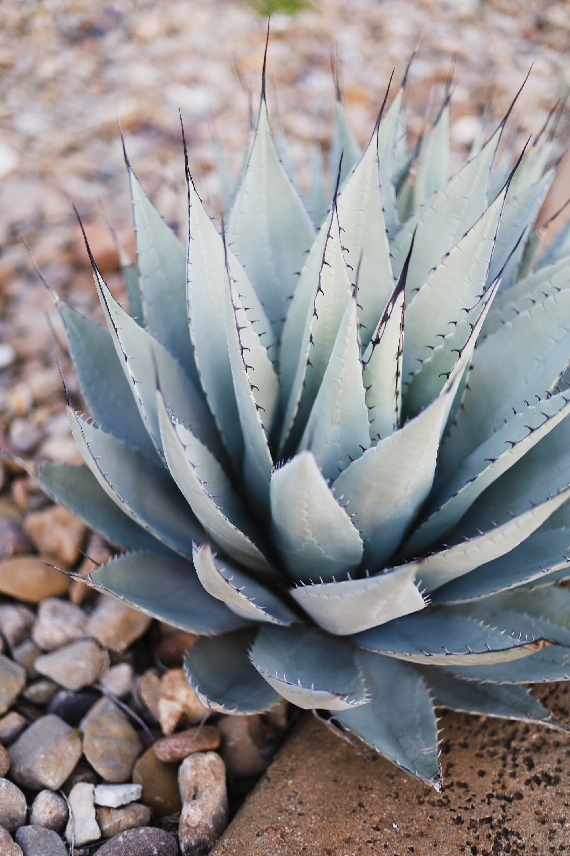 Agave Cactus South Western Desert Photography Canvas Digital Download ...