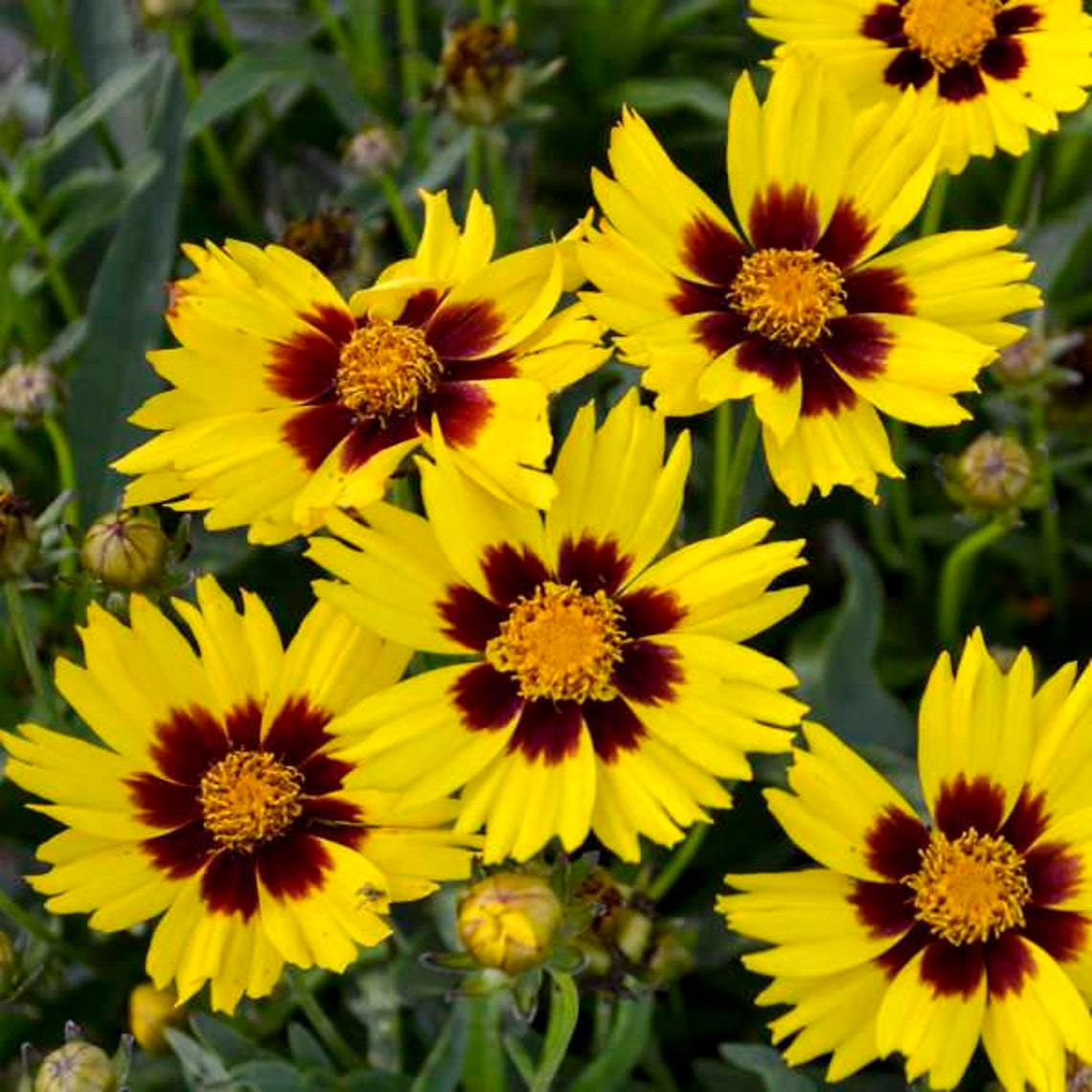 25 Perennial Sunfire Coreopsis Seeds - Etsy
