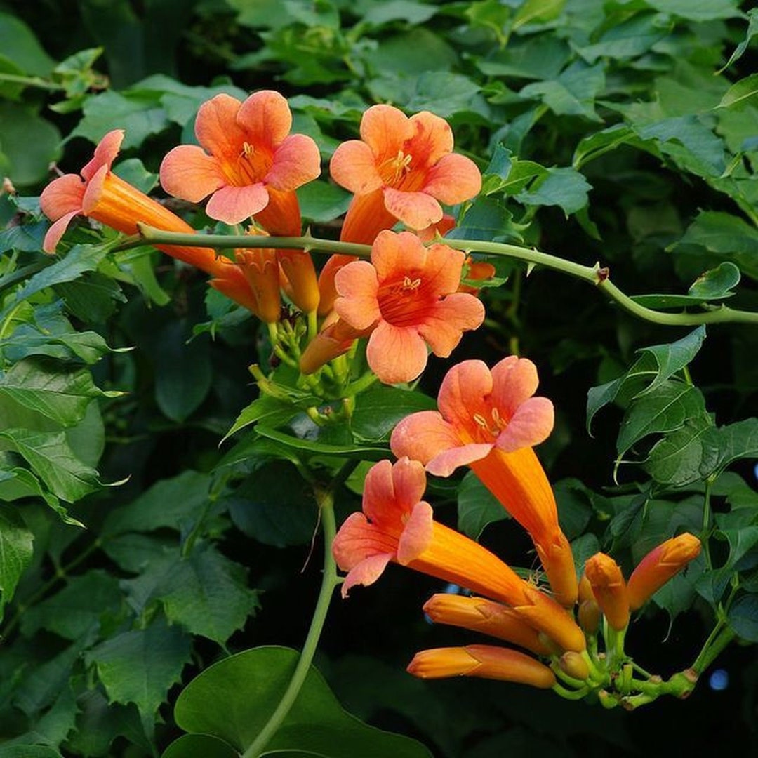 25 Orange Trumpet Vine Seeds - Etsy
