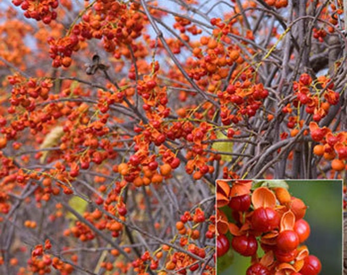 Bitter Sweet Branches Hoiday Table Decor Vase Filler - Etsy