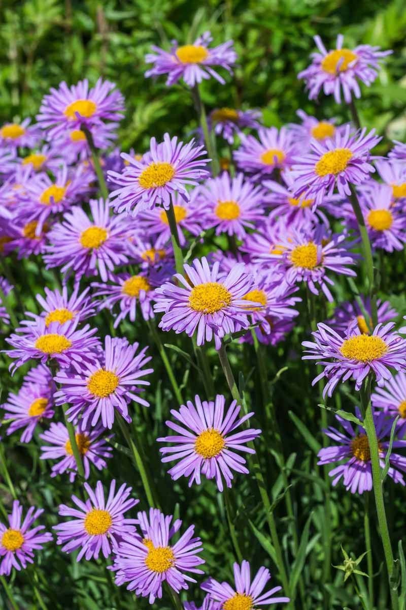 Perennial Blue Alpine Aster Seeds - Etsy