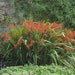 Red Crocosmia Seeds - Etsy
