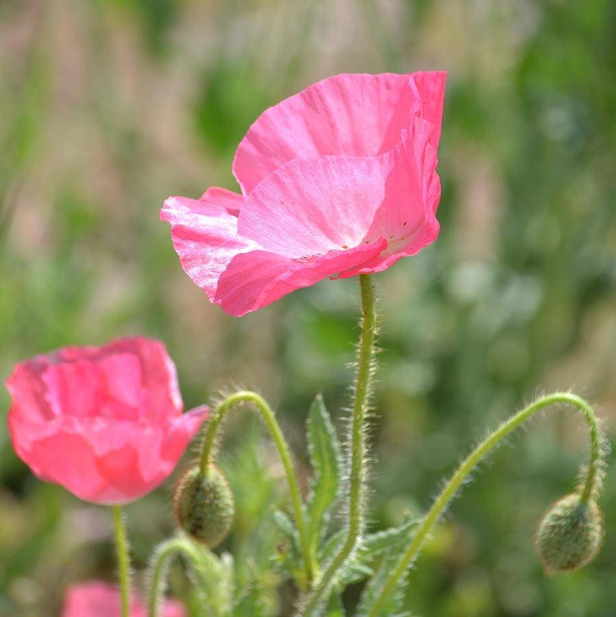 100 Pink Poppy Seeds - Wildflower - Etsy