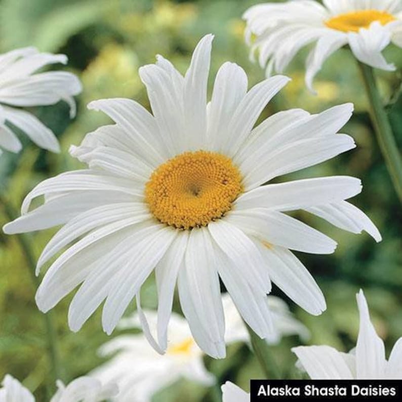 Perennial Alaska Shasta Daisy Seeds - Etsy