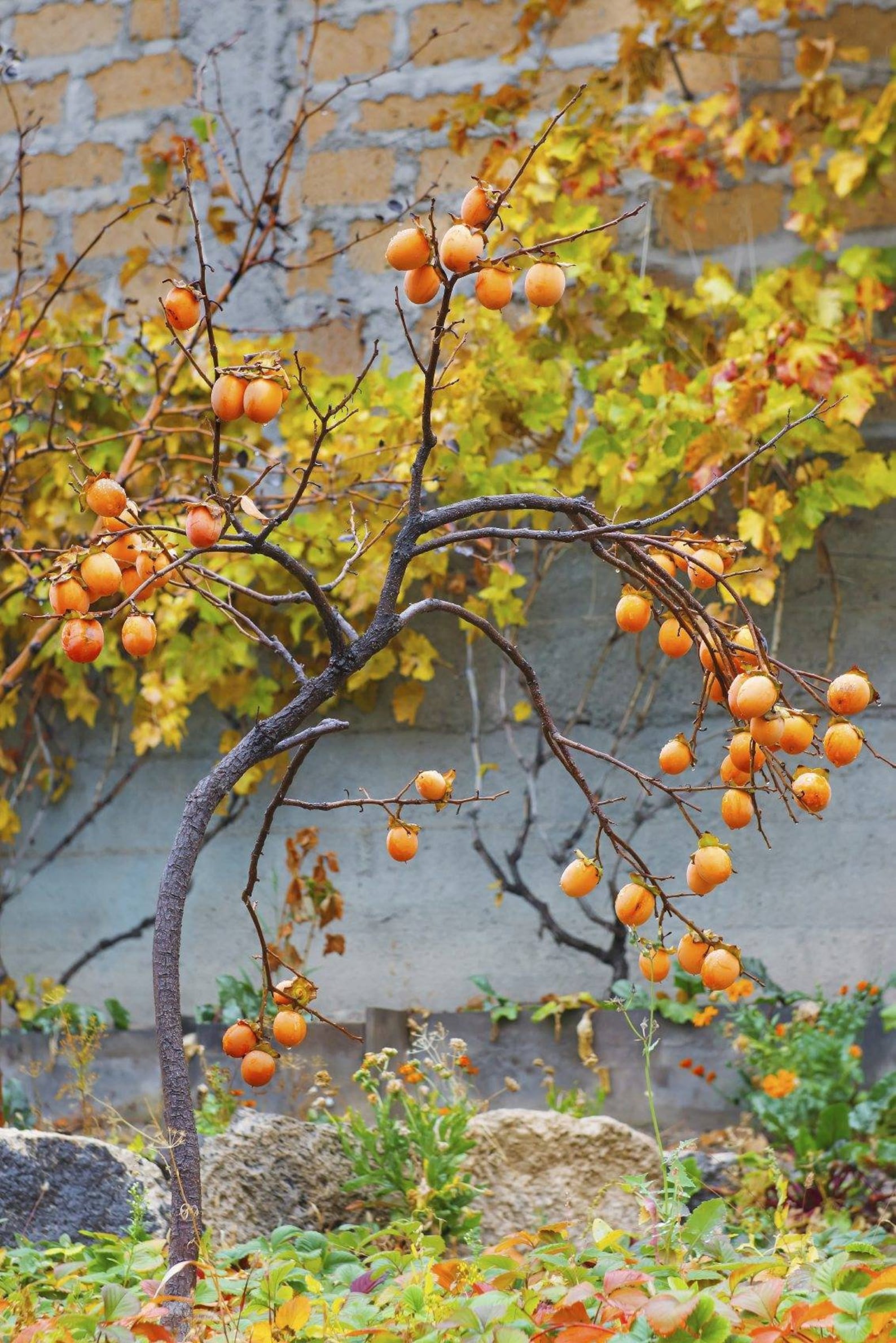 Native Heirloom American Persimmon Seeds - 15 Seeds - Etsy