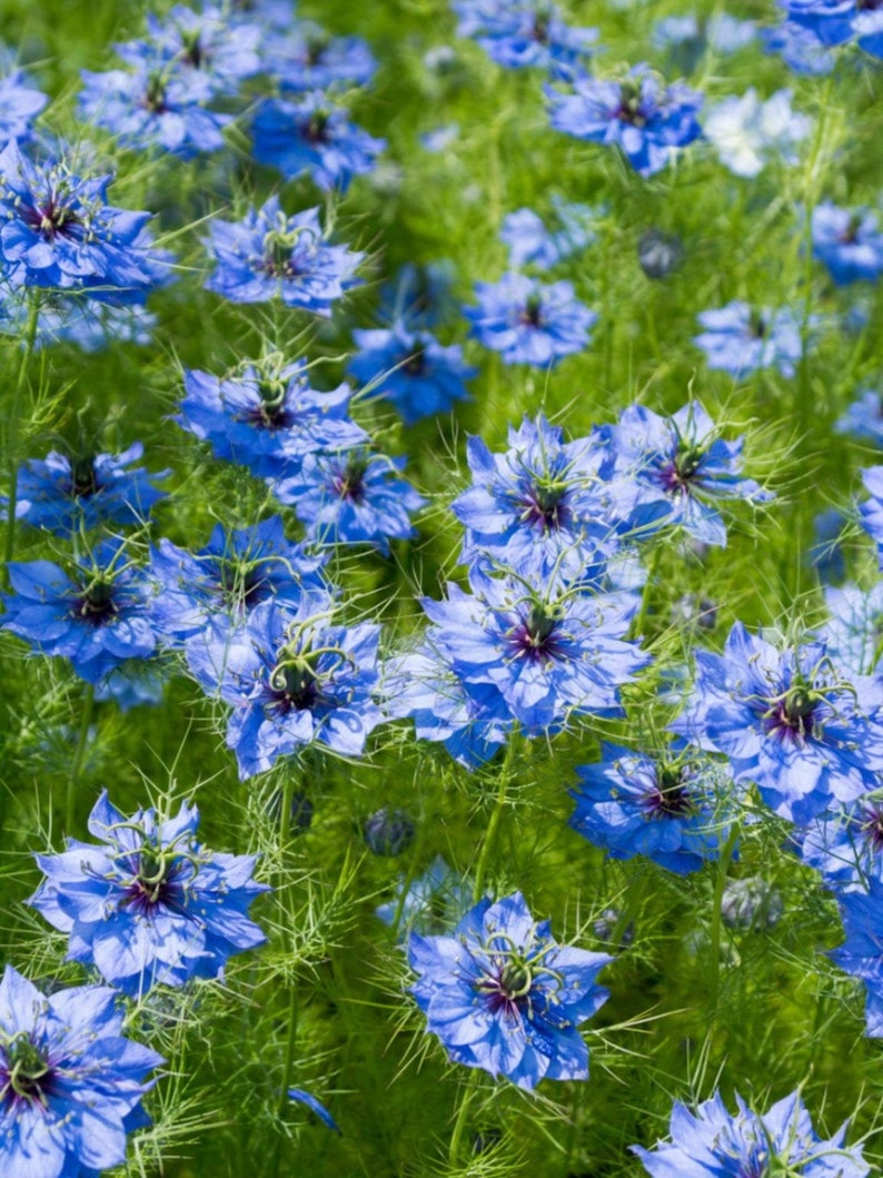 Blue Love in A Mist Flower Seeds - Etsy