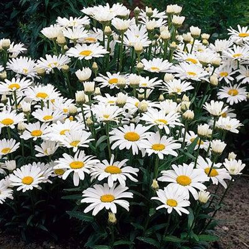 Perennial Alaska Shasta Daisy Seeds - Etsy