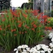 Red Crocosmia Seeds - Etsy