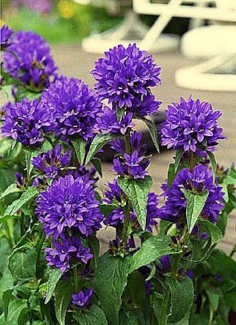 Perennial Clustered Bellflower Seeds - Etsy