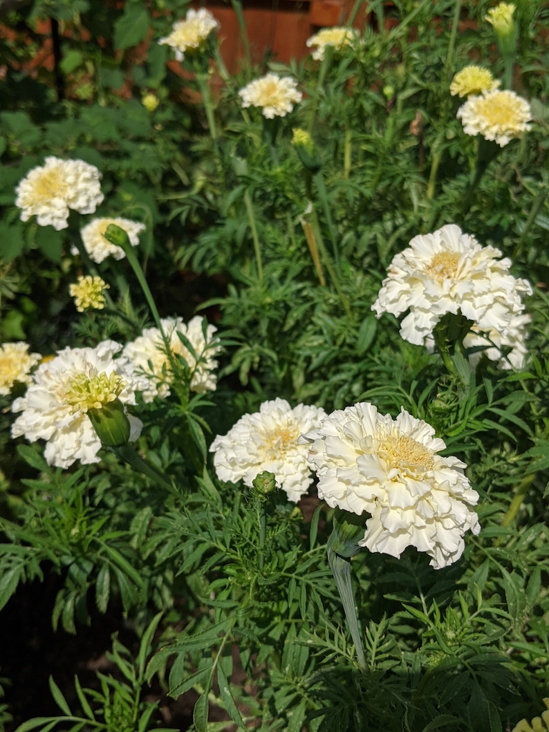 25 Kilimanjaro White Marigold Seeds - Etsy