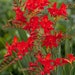 Red Crocosmia Seeds - Etsy