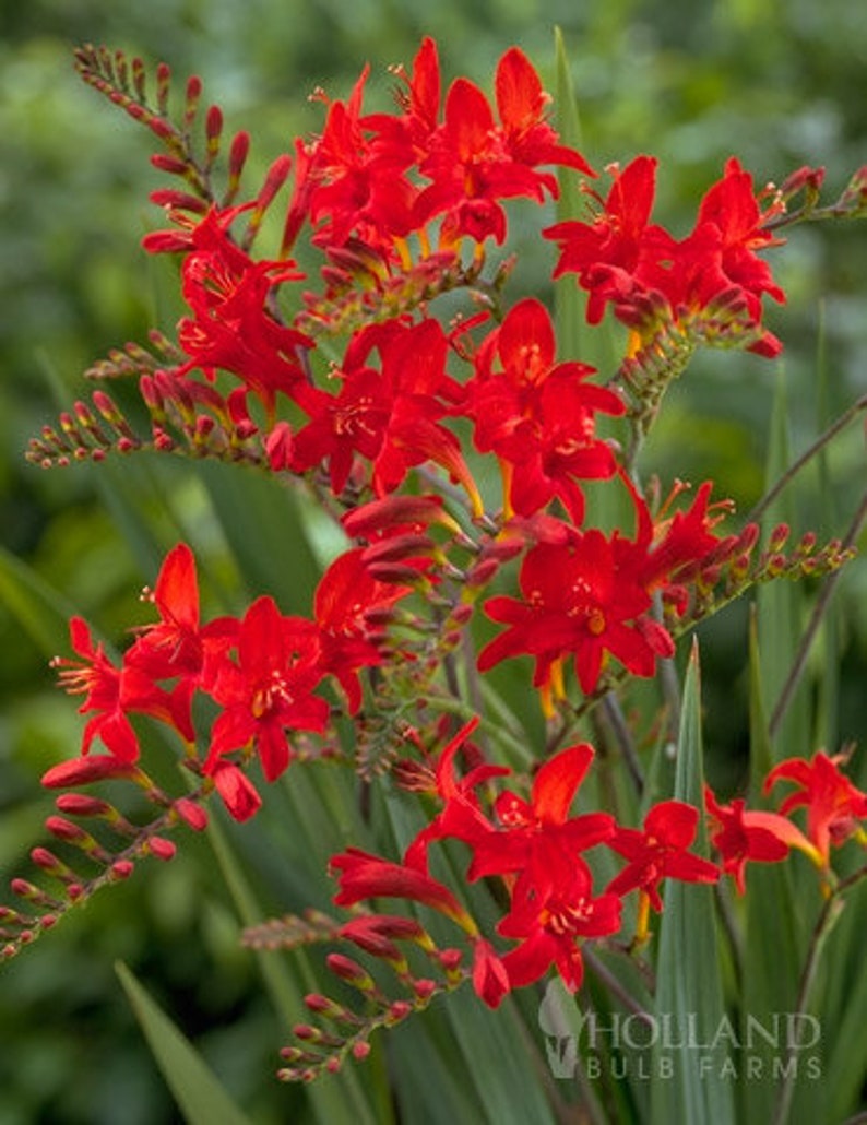 Red Crocosmia Seeds - Etsy