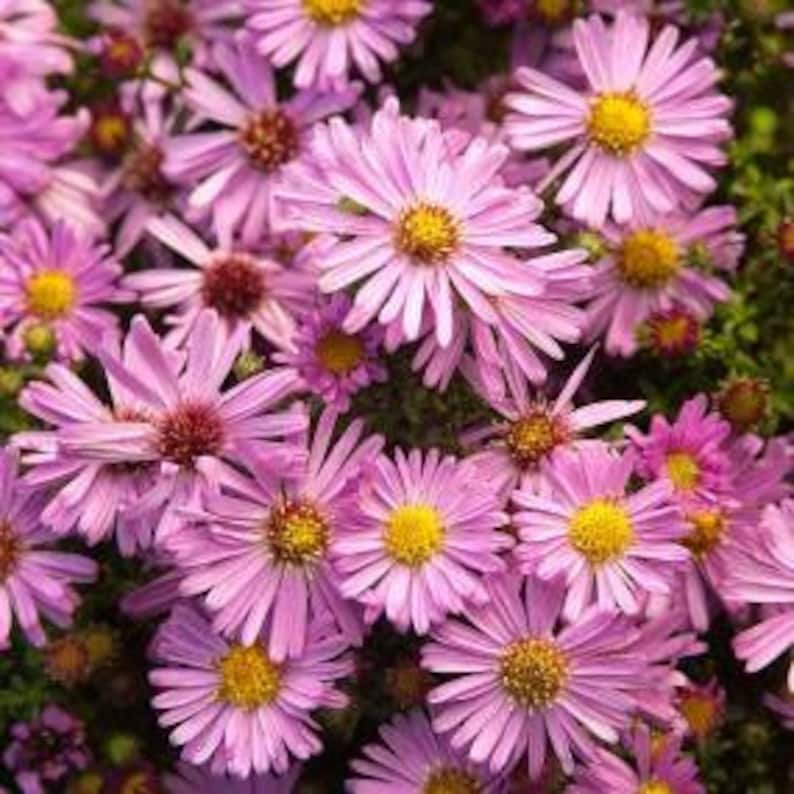25 Perennial Pink Alpine Aster Seeds for Fall Planting - Etsy