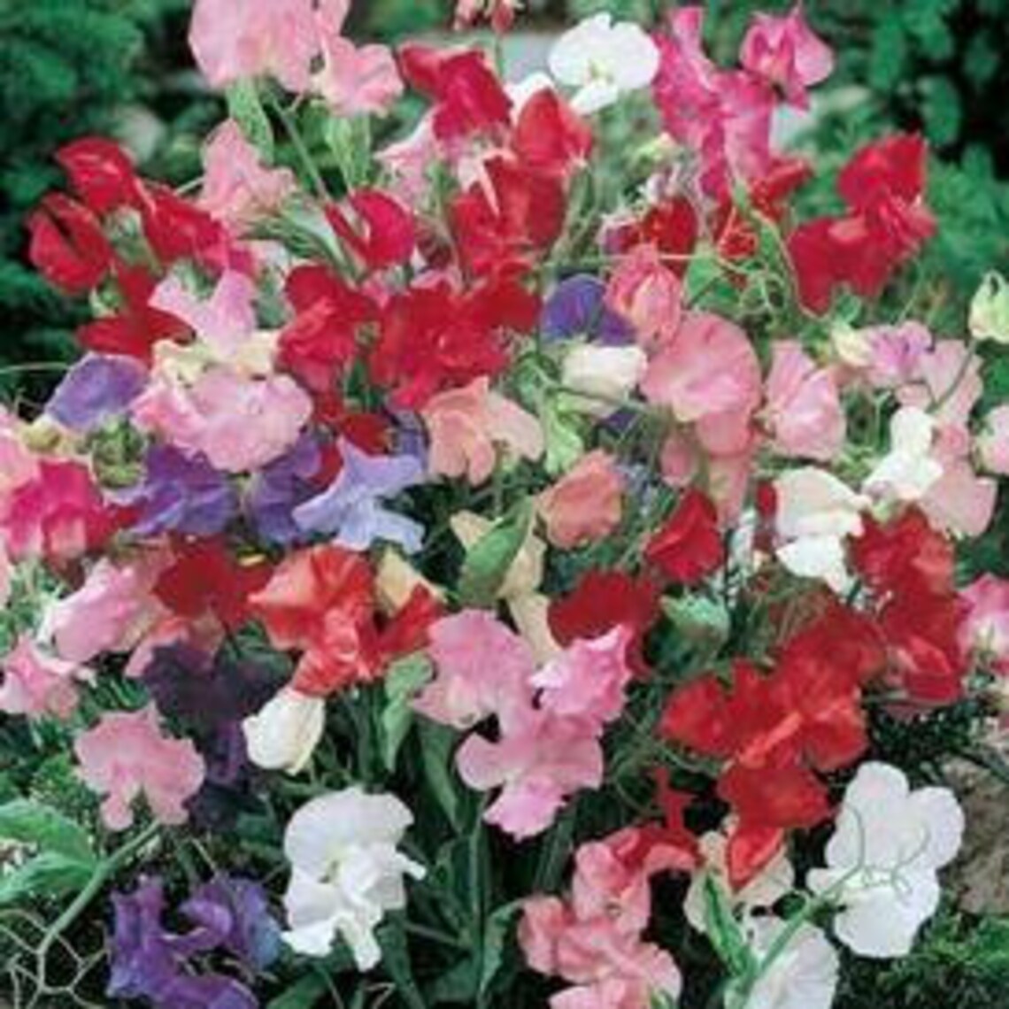 Heirloom Old Spice Sweet Pea Mix Seeds - Etsy
