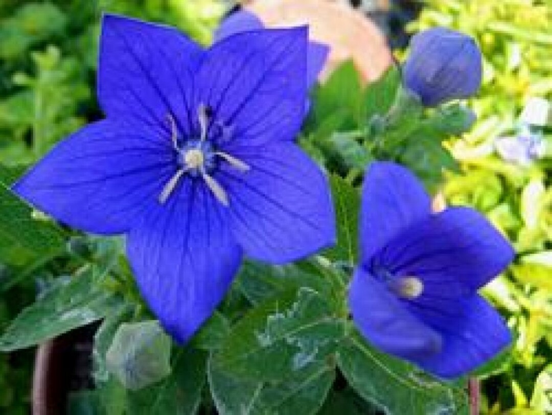 Blue Balloon Flower Seeds - Etsy