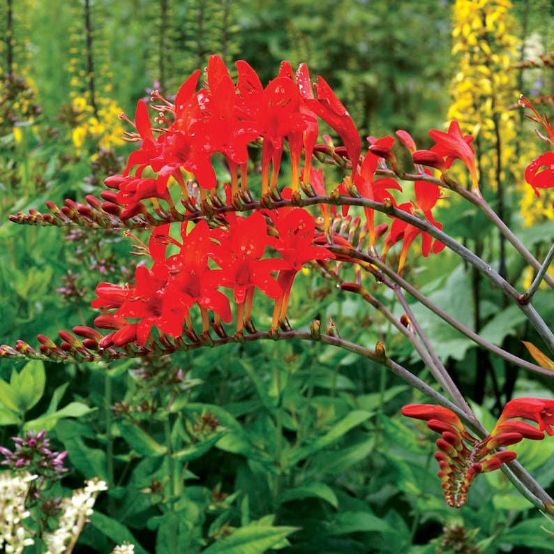 Red Crocosmia Seeds - Etsy