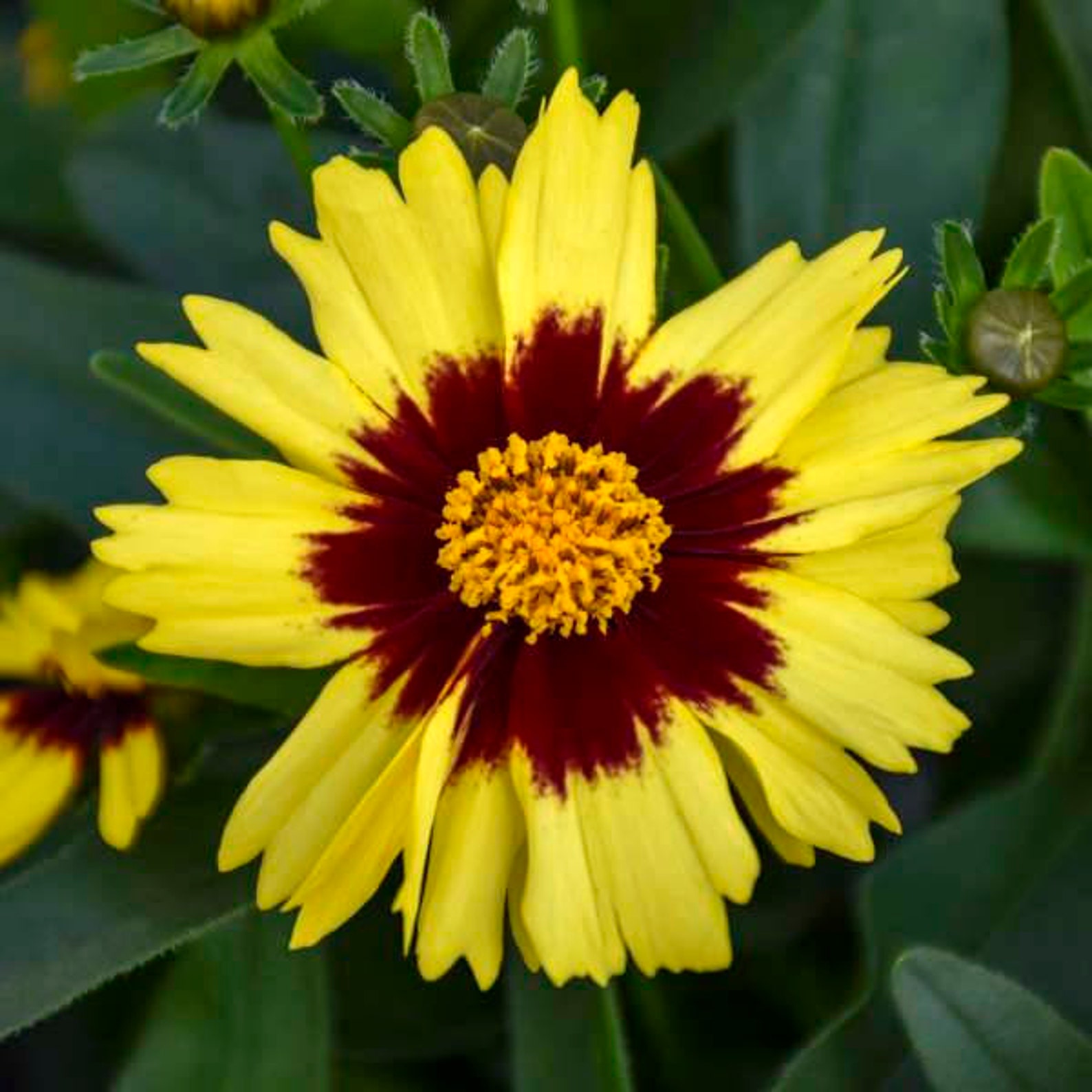 25 Perennial Sunfire Coreopsis Seeds - Etsy