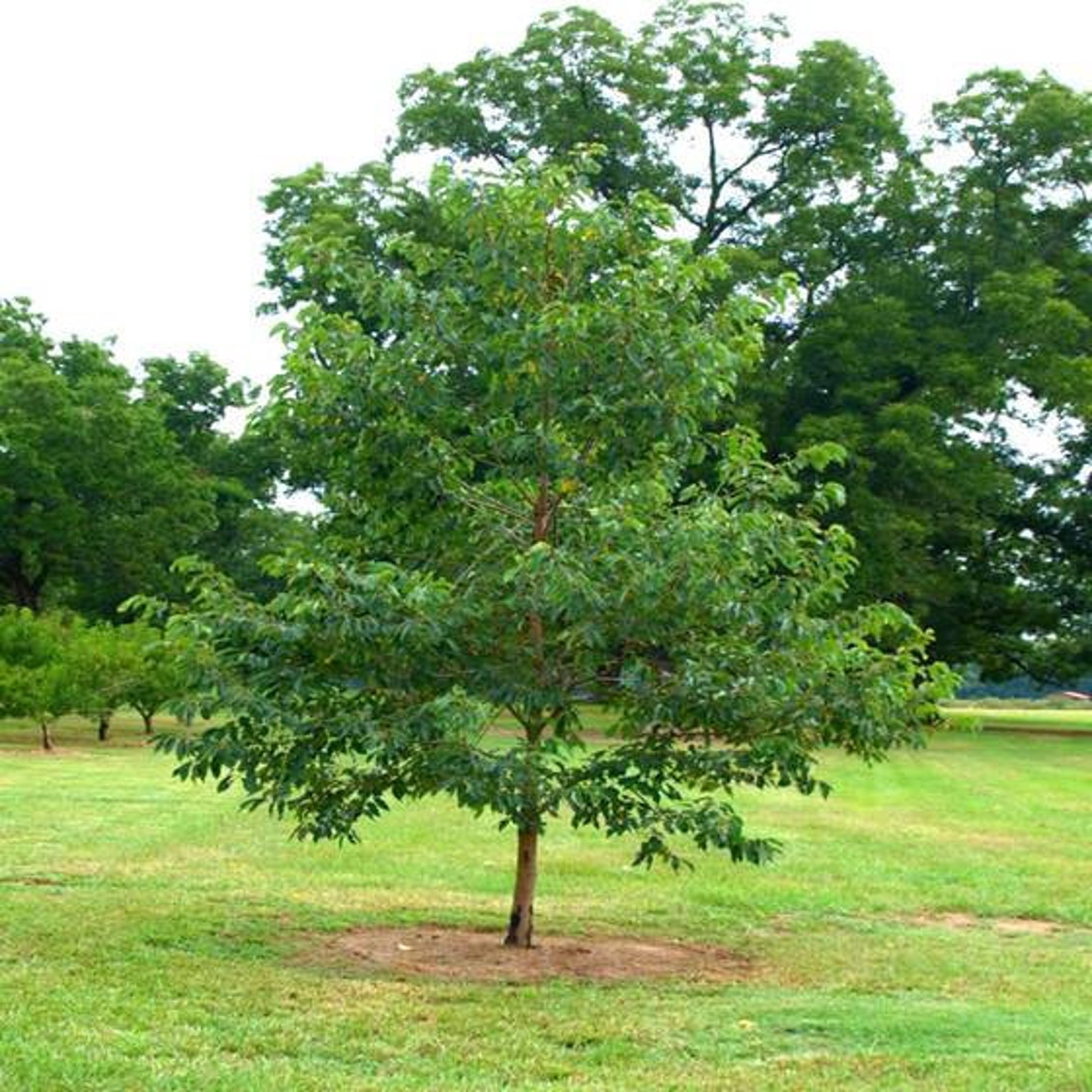 Native Heirloom American Persimmon Seeds - 15 Seeds - Etsy