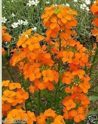 Orange Siberian Wallflower Seeds - Etsy