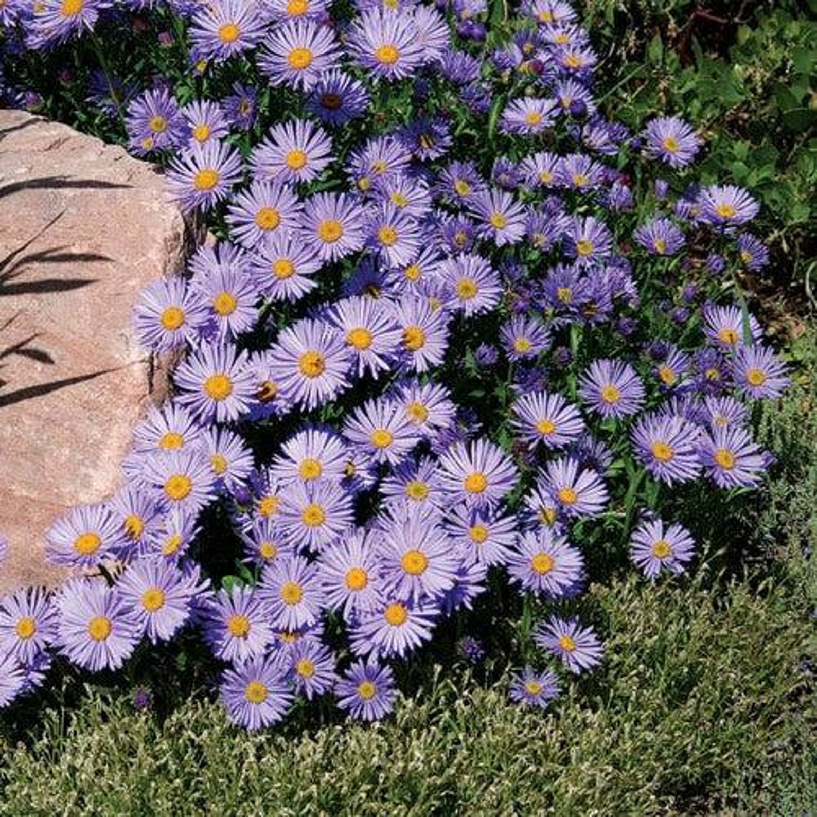 Perennial Blue Alpine Aster Seeds - Etsy