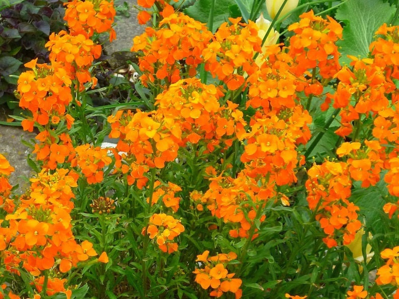 Orange Siberian Wallflower Seeds - Etsy