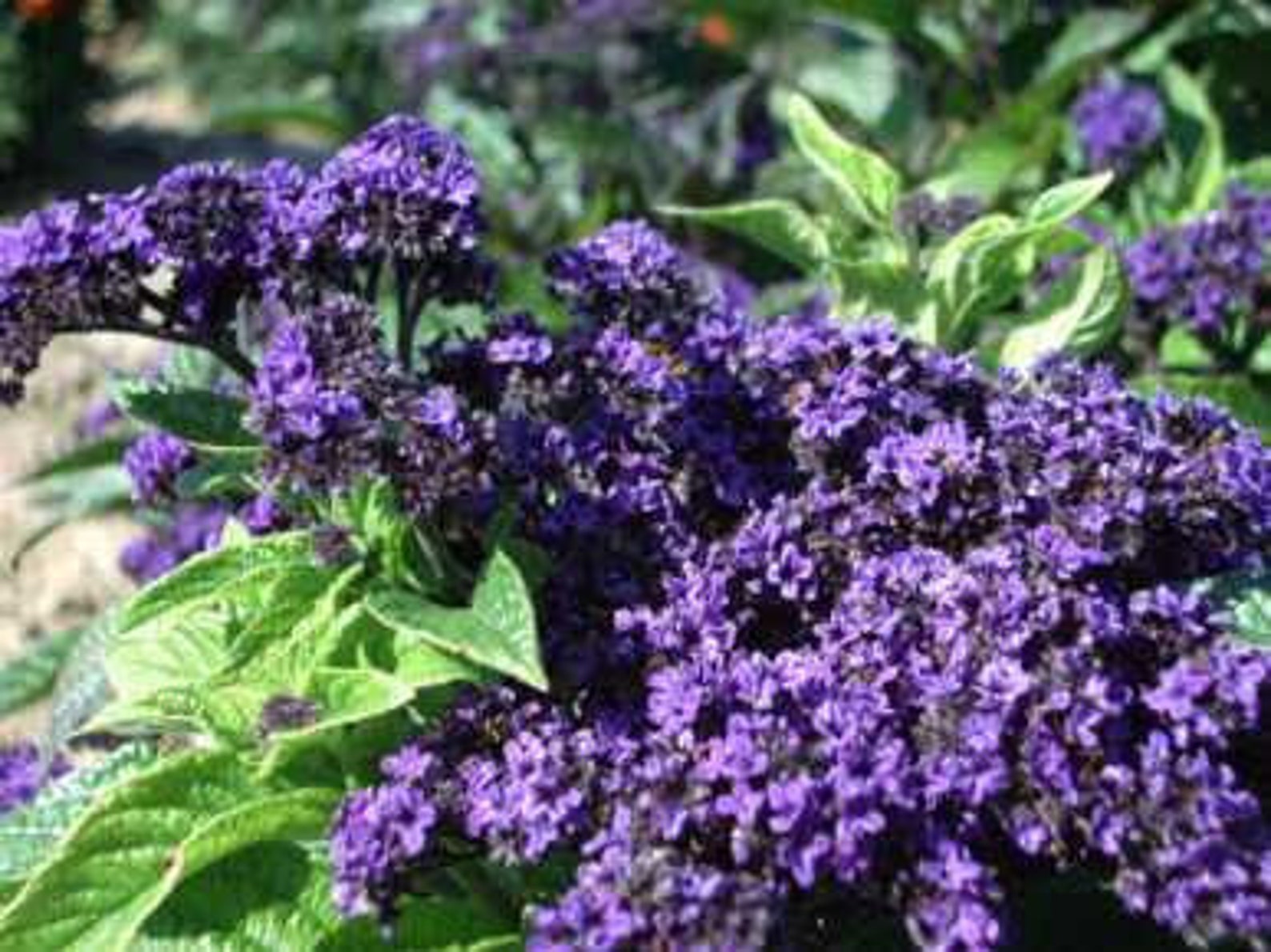 25 Heirloom Marine Heliotrope Seeds - Tender Perennial/annual - Etsy