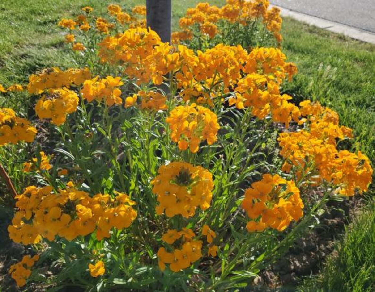 Orange Siberian Wallflower Seeds - Etsy