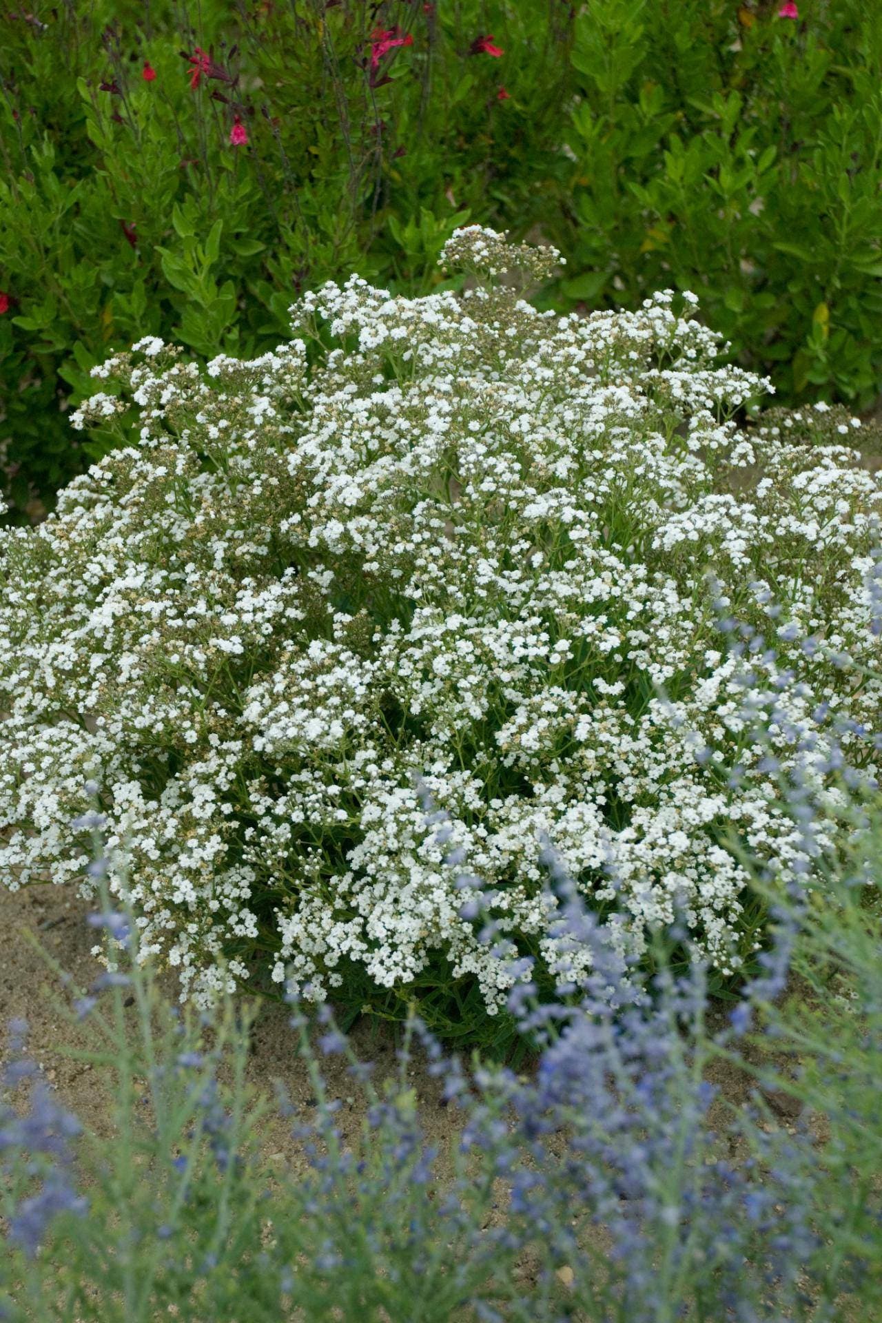 Perennial Baby's Breath Seeds - Etsy