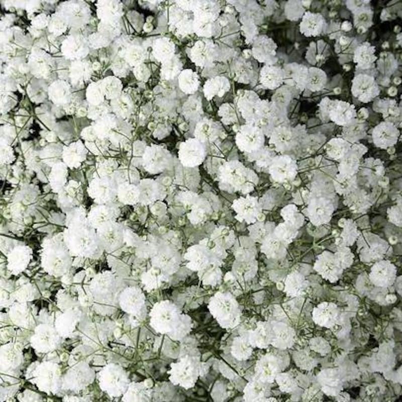 Babys Breath Plant - Etsy