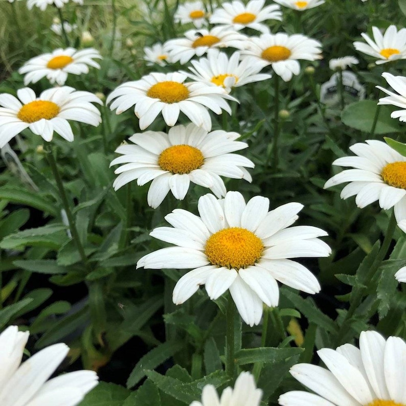 Perennial Shasta Daisy Seeds - Etsy