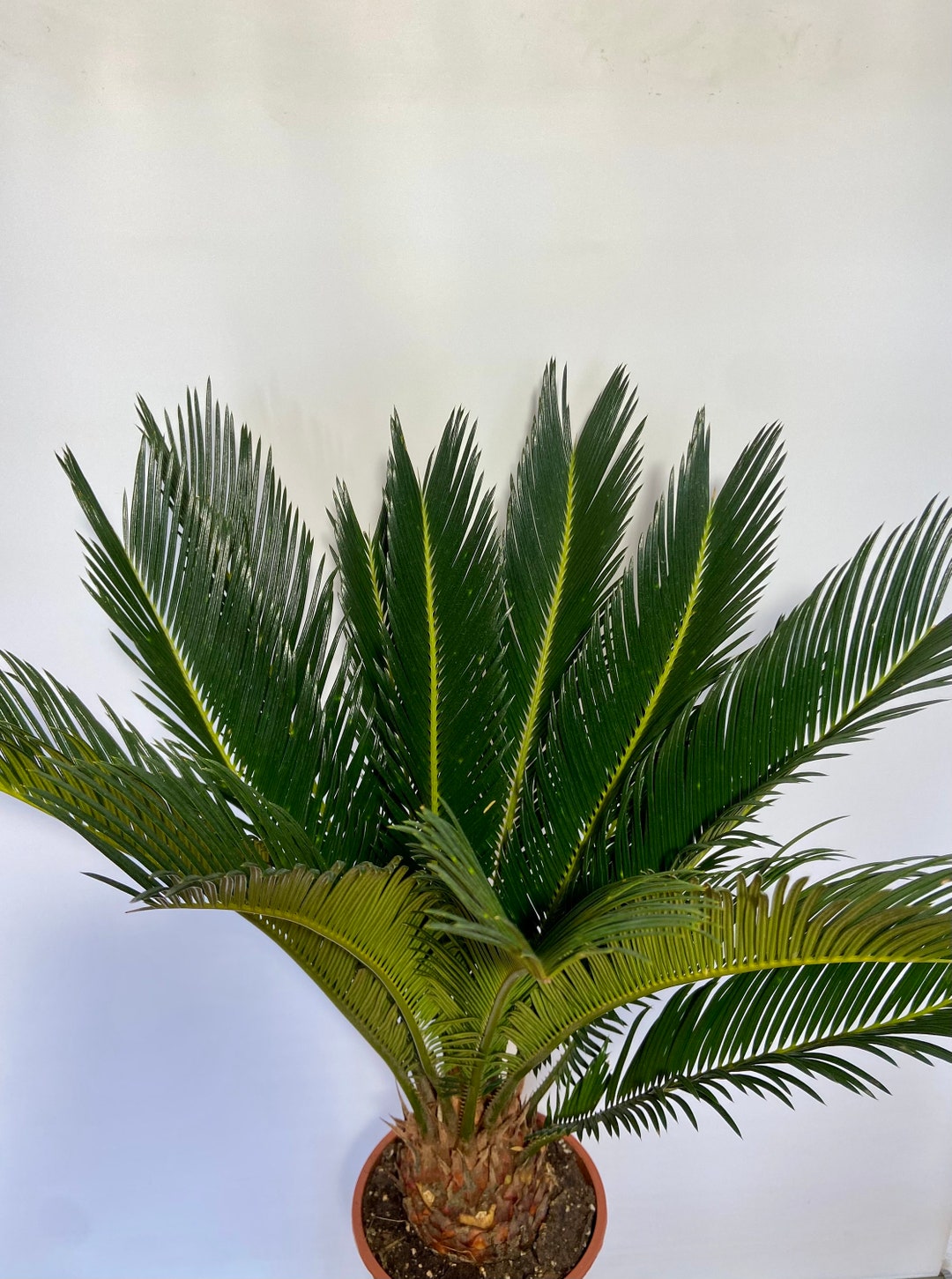 Cycas Revoluta Wedel Palmfarn Sagopalme - Etsy Schweiz
