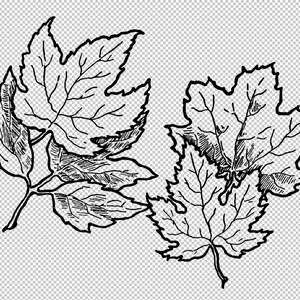 Autumn Leaves Vintage Line Art, Printable Clipart, Botanical ...