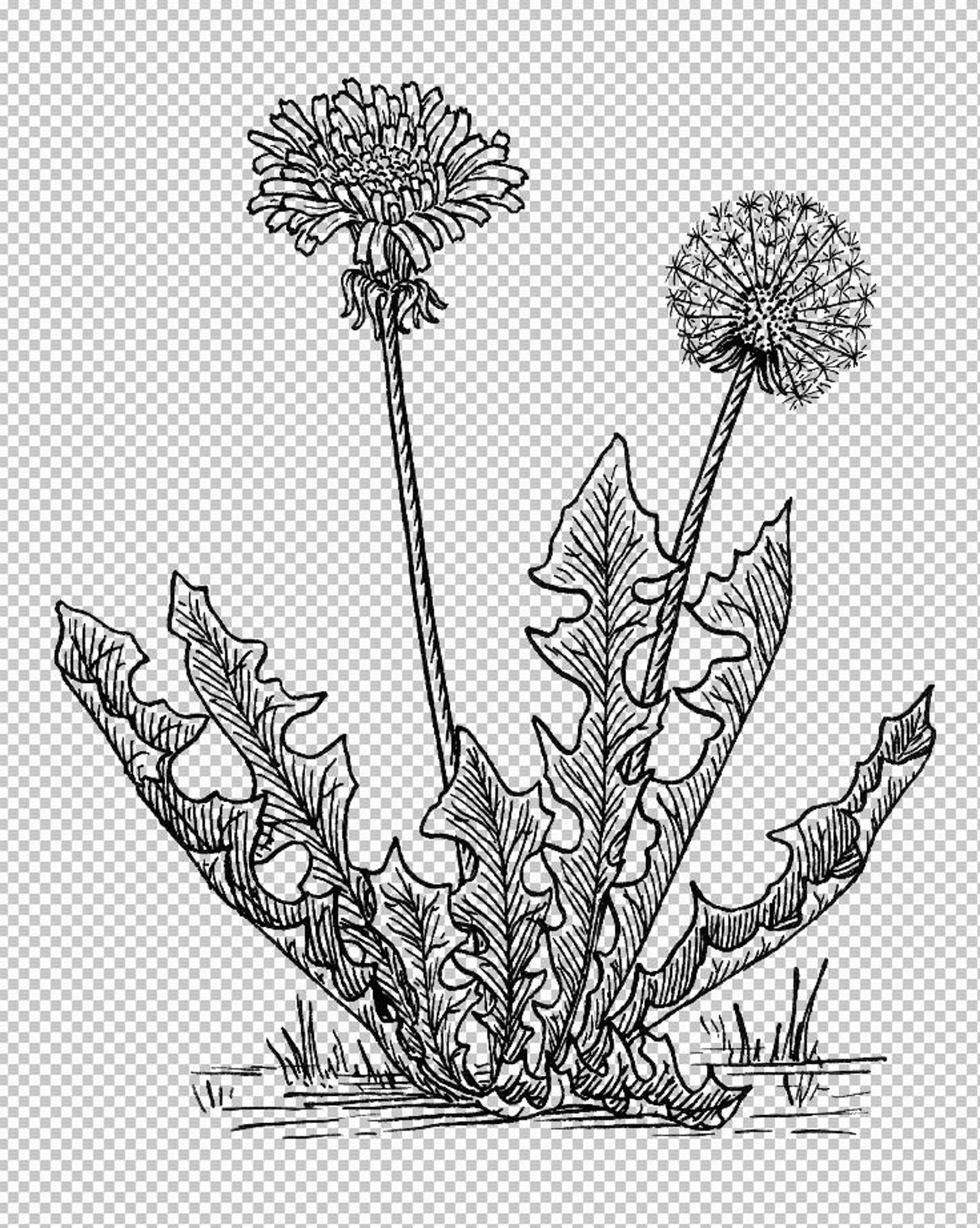 Vintage Dandelion Line Art: Printable Botanical Illustration (PNG File ...