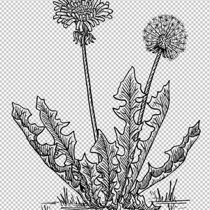 Vintage Dandelion Line Art: Printable Botanical Illustration (PNG File ...