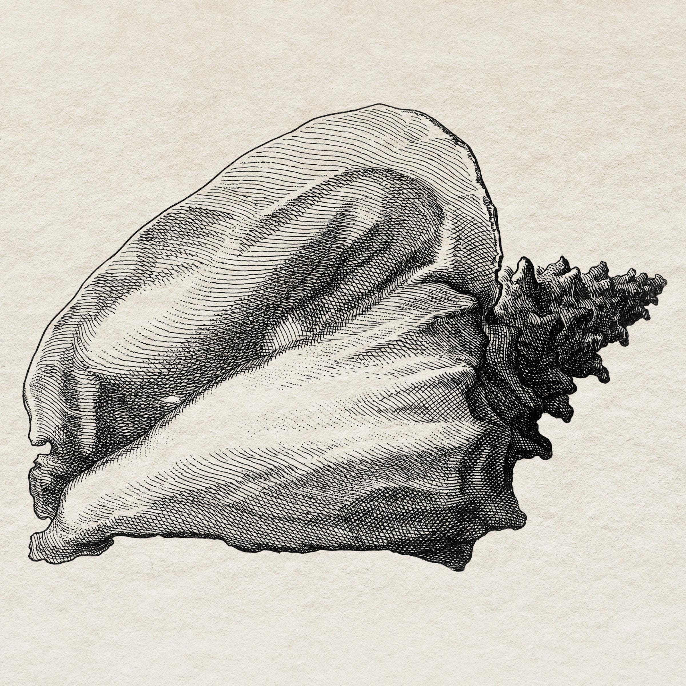 Antique Etching of a Conch Shell, Printable Clipart Image, Digital ...