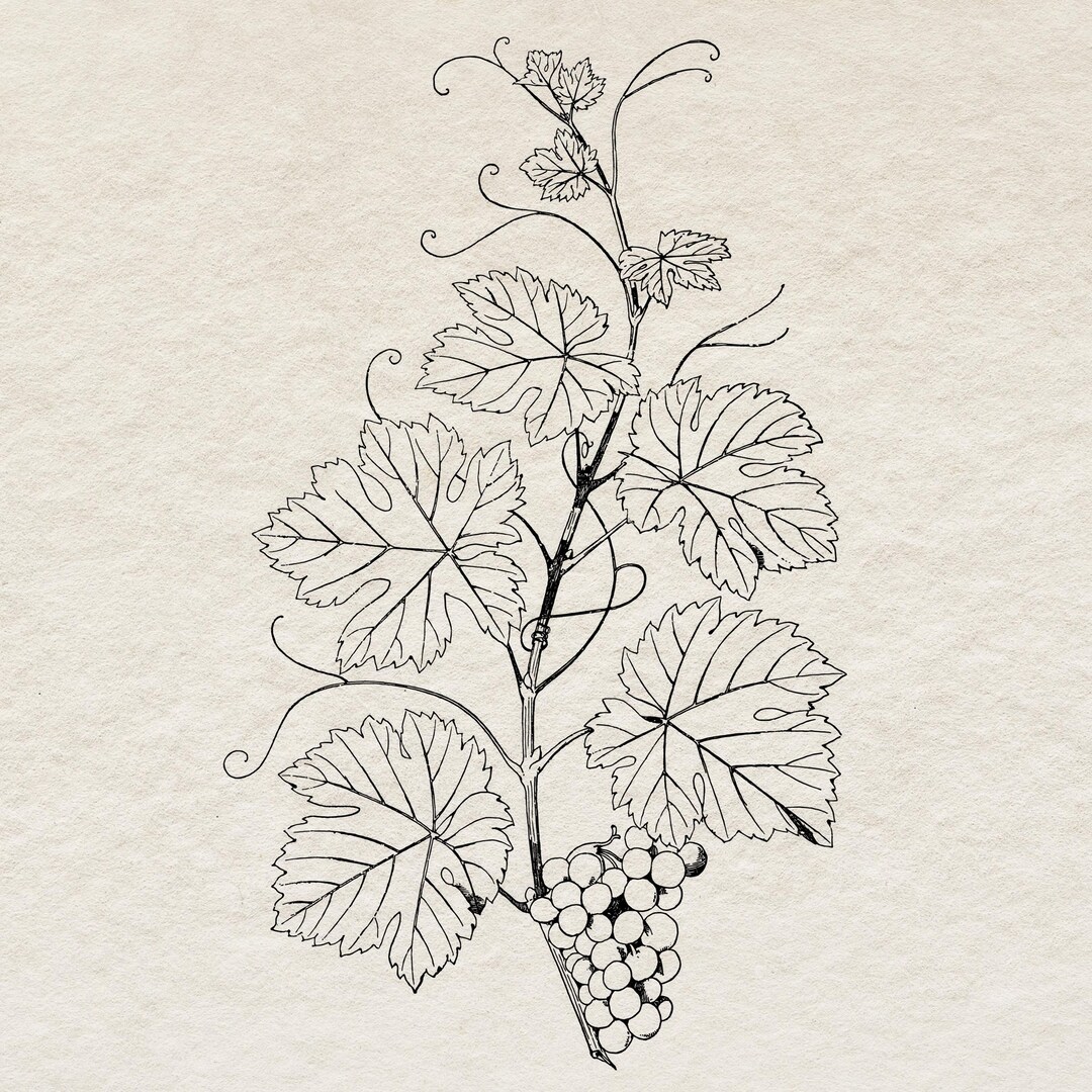 Vintage Grapevine Line Art Illustration: Printable Botanical Clipart ...