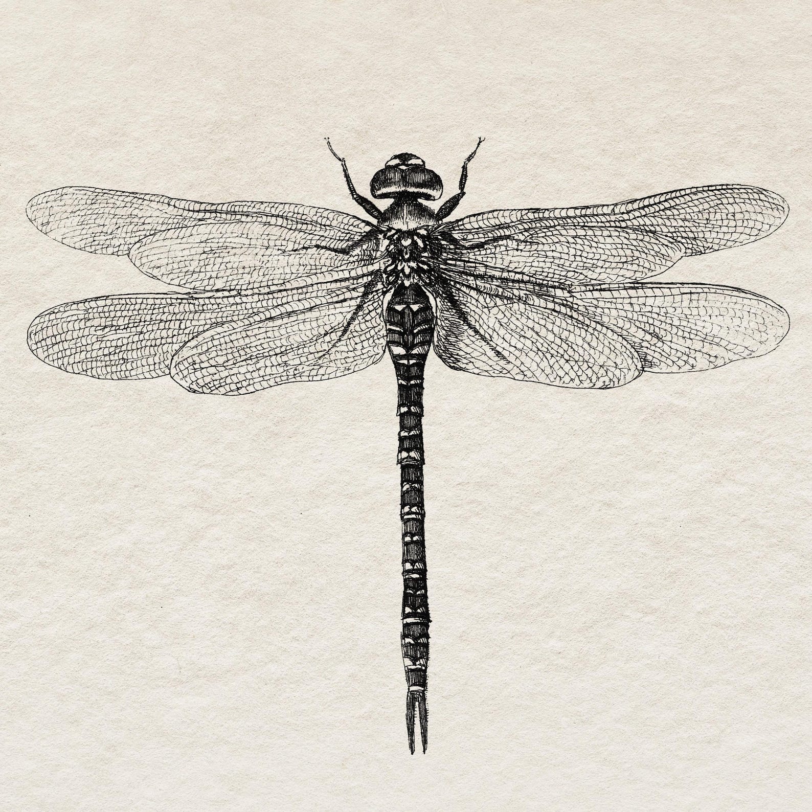 Antique Dragonfly Etching: Printable Insect Clipart (PNG Digital ...