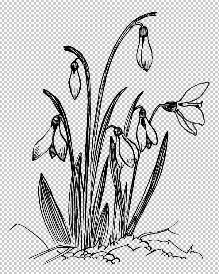 Snowdrop Plant Clipart, Printable Vintage Botanical Line Art ...
