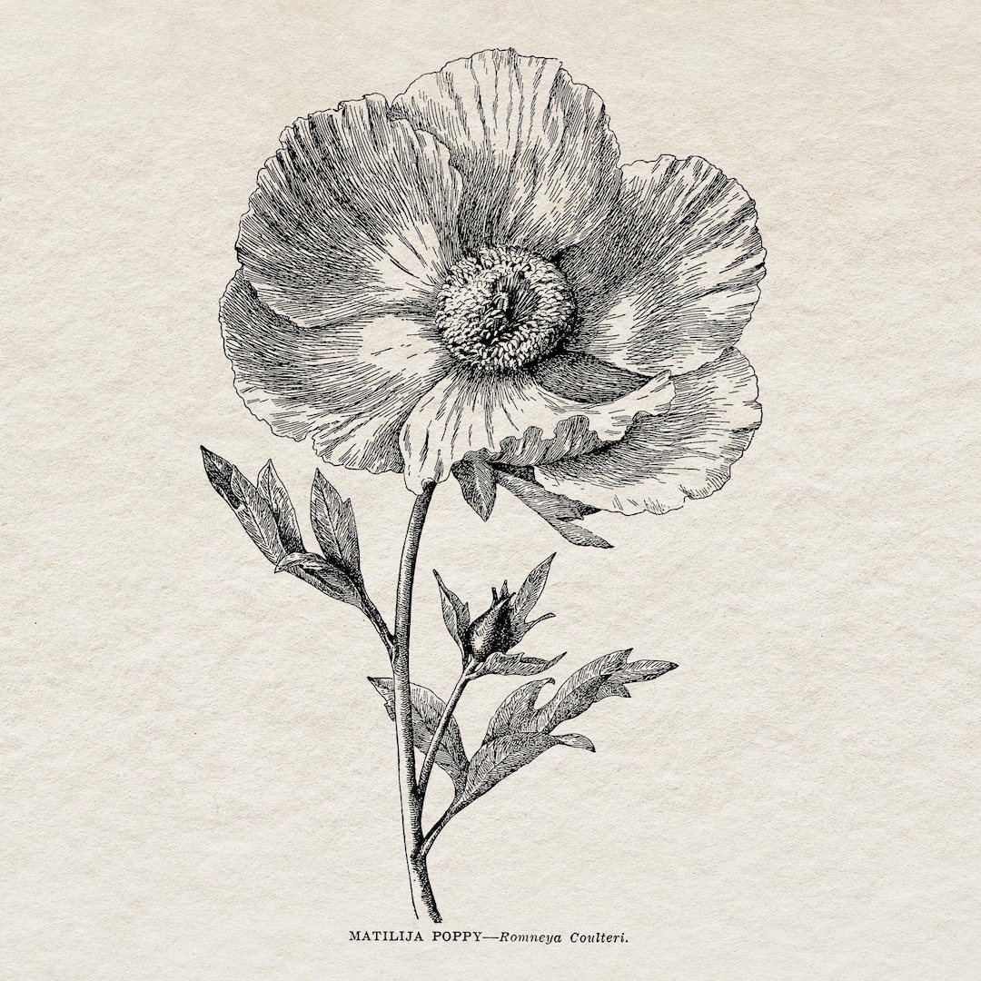 Matilija Poppy Flower Clipart: Vintage Pen & Ink Botanical Drawing (PNG ...