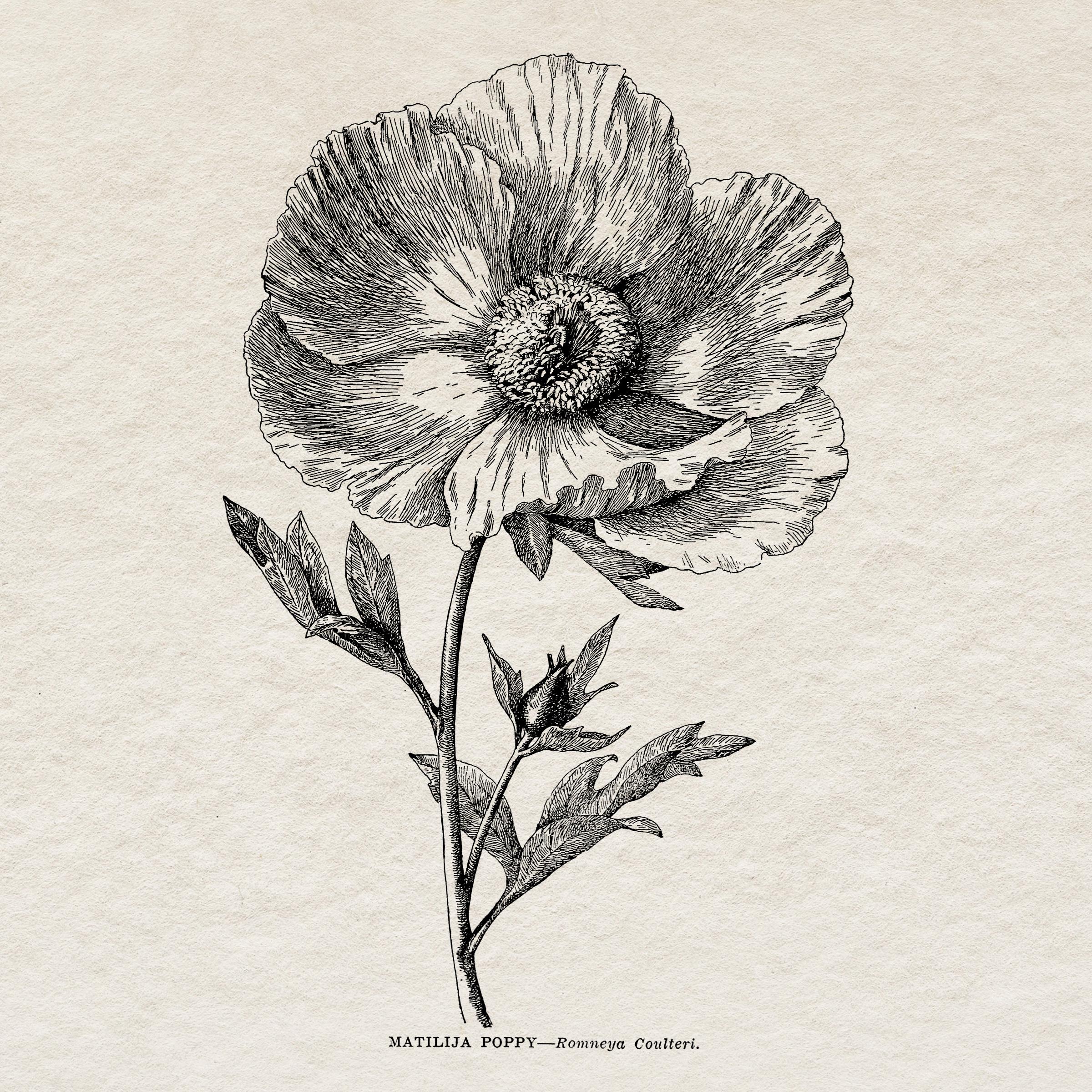 Matilija Poppy Flower Clipart: Vintage Pen & Ink Botanical Drawing (PNG ...