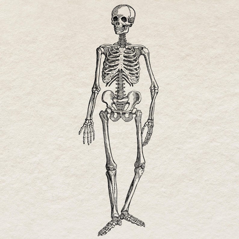 Vintage Skeleton Drawing, Printable Clipart, Transparent Background PNG ...