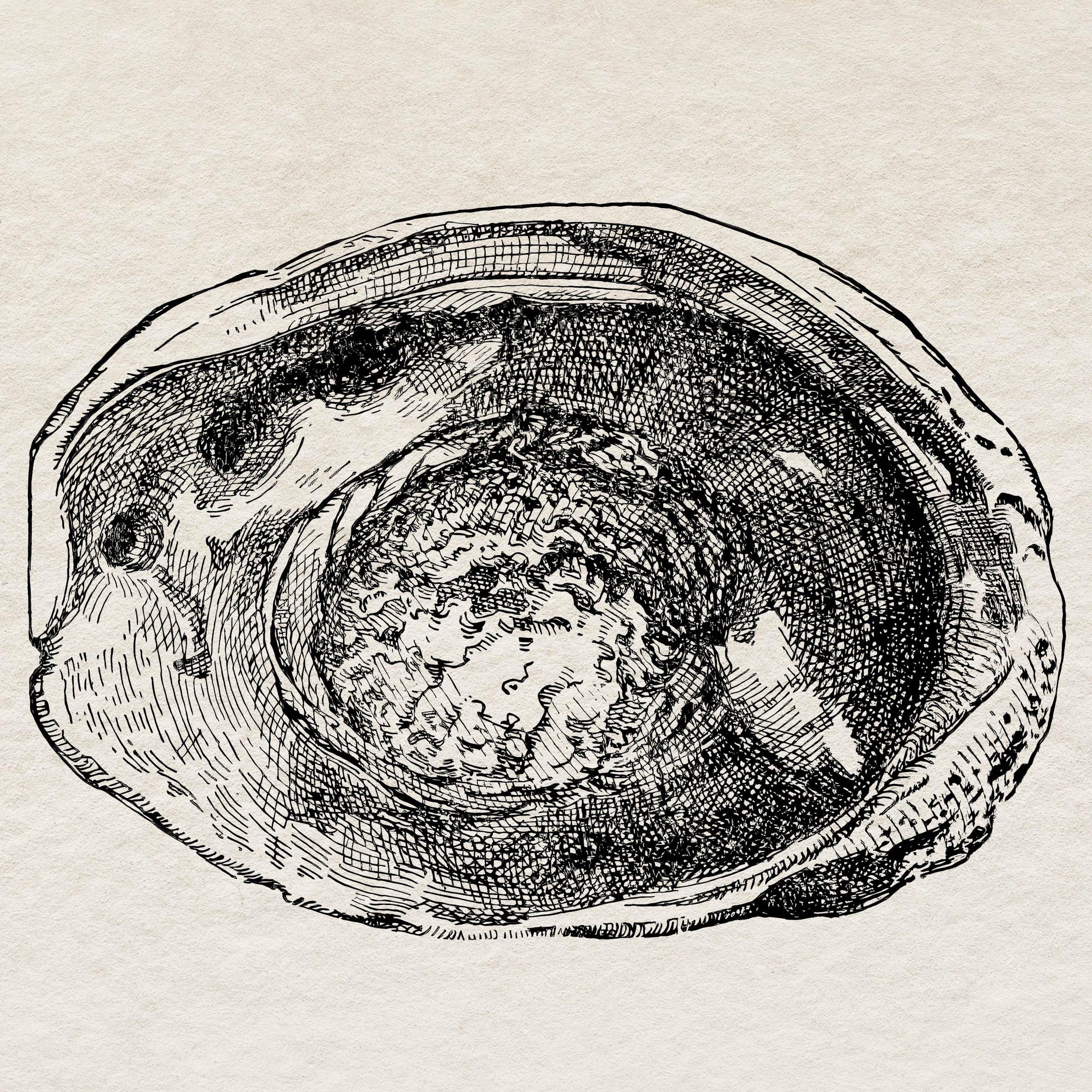 Abalone Shell Clipart Graphic, Printable Vintage Natural History ...