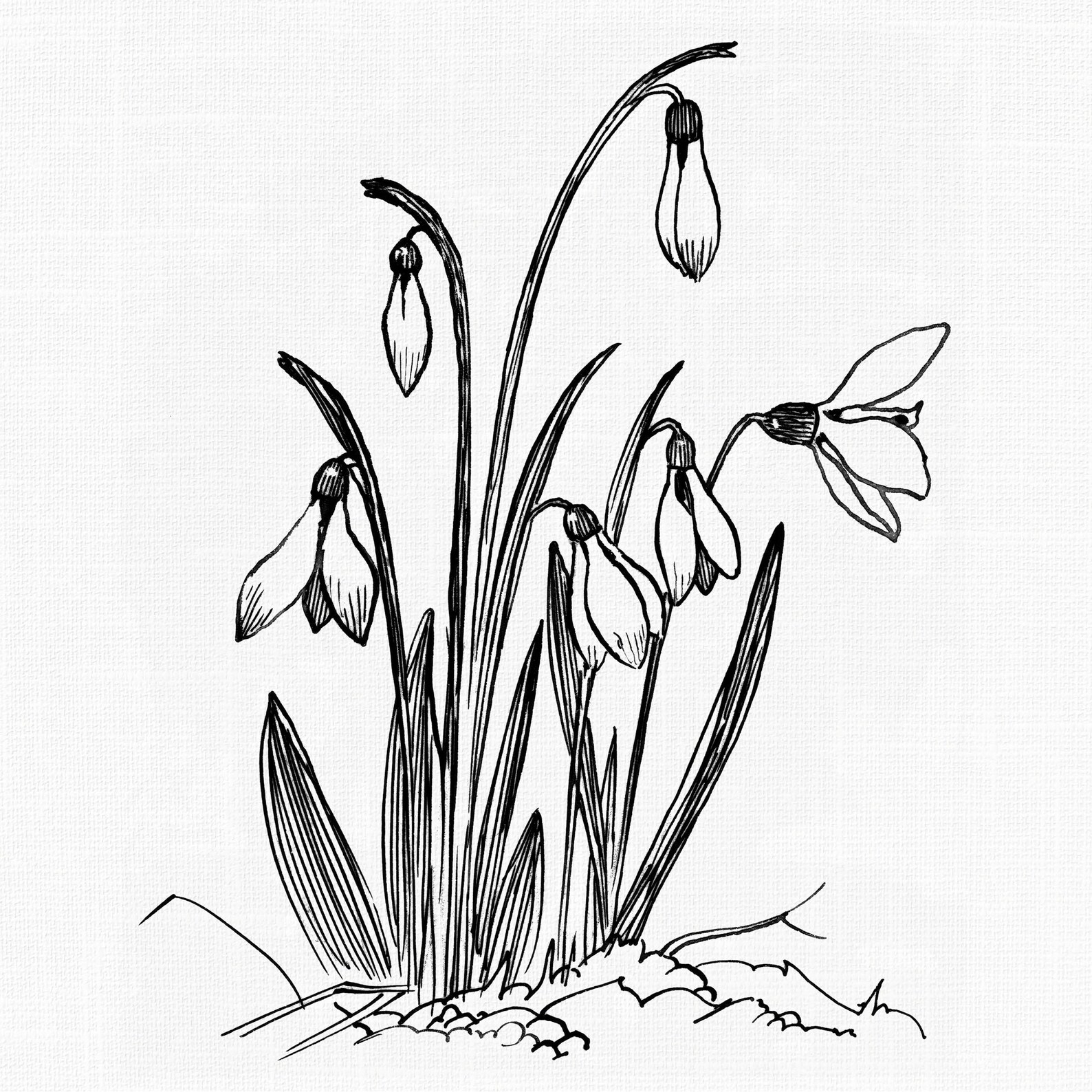 Snowdrop Plant Clipart, Printable Vintage Botanical Line Art ...