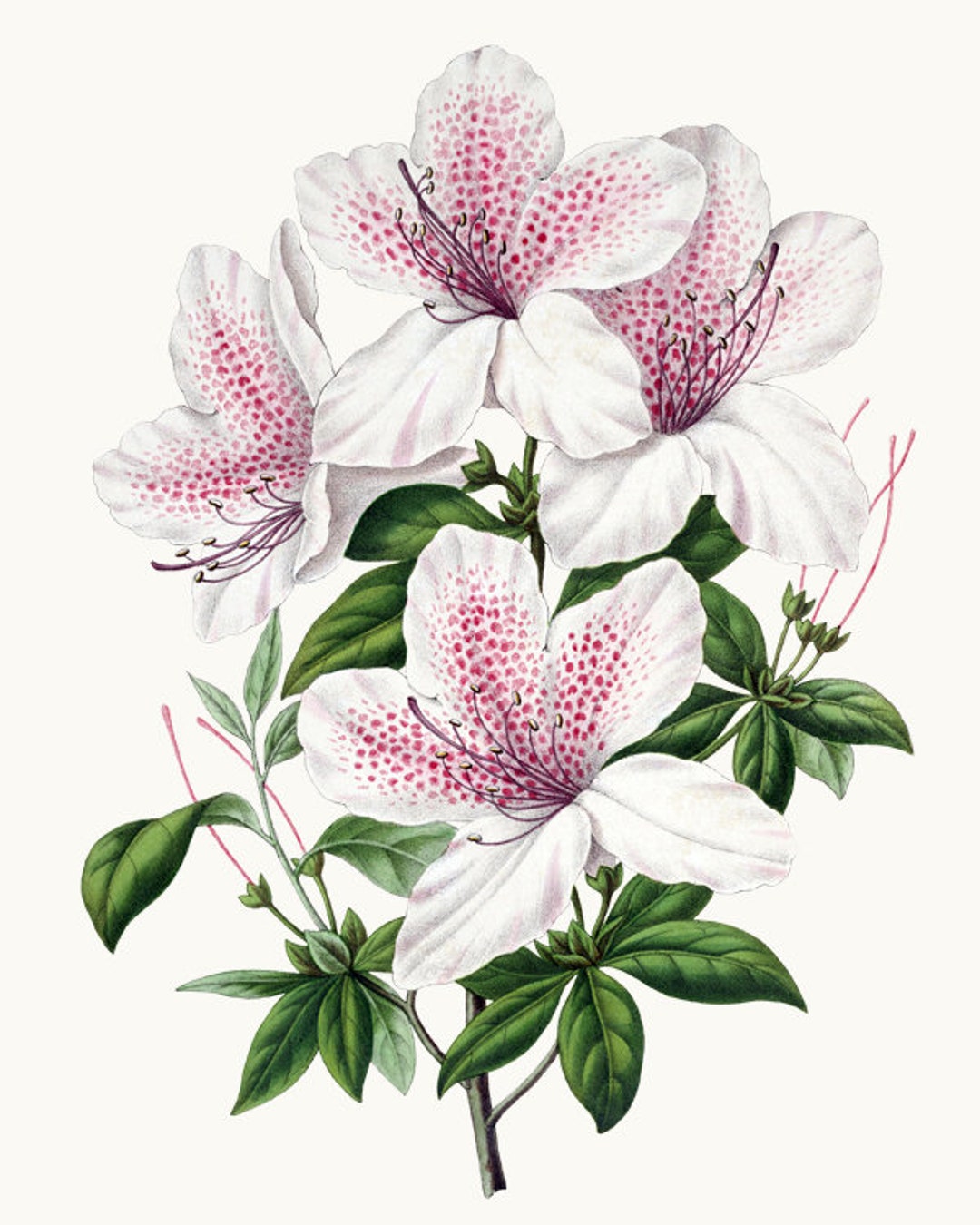 Pink and White Azaleas Clip Art Vintage Flower Illustration - Etsy