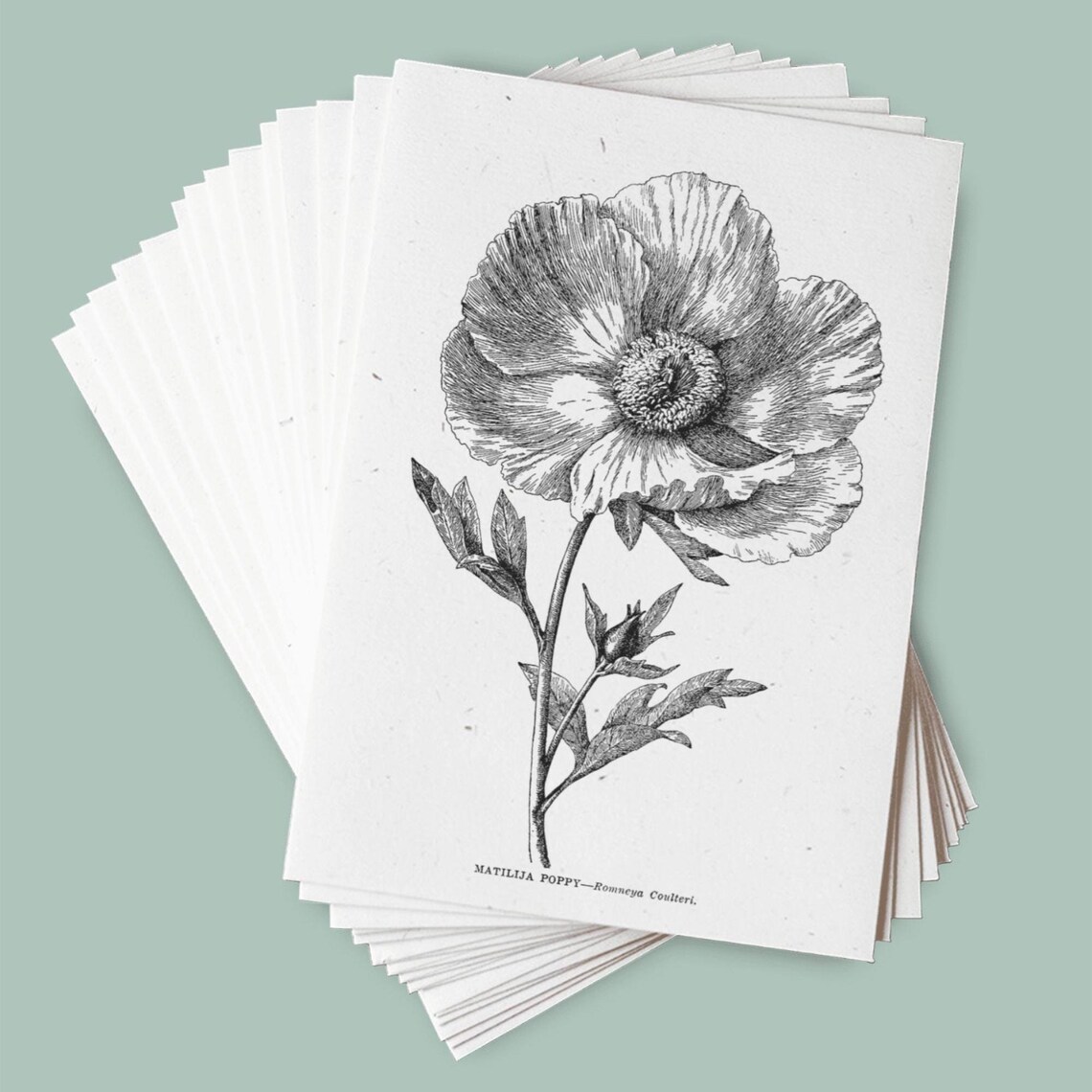 Matilija Poppy Flower Clipart: Vintage Pen & Ink Botanical Drawing (PNG ...