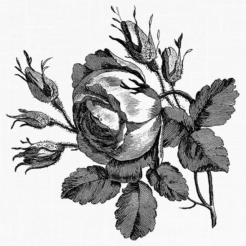 Vintage Rose Engraving Clip Art: Botanical Illustration (digital ...