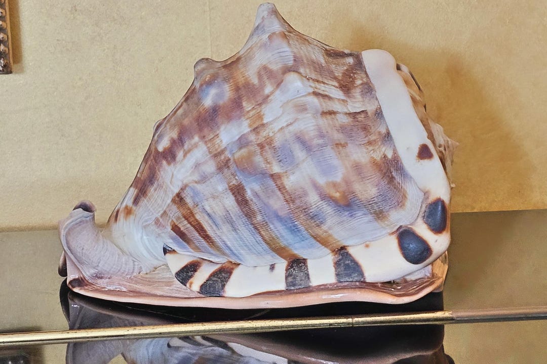 King Helmet Shell, Large Sea Shell, Nautical Beach Cottage Home Decor ...